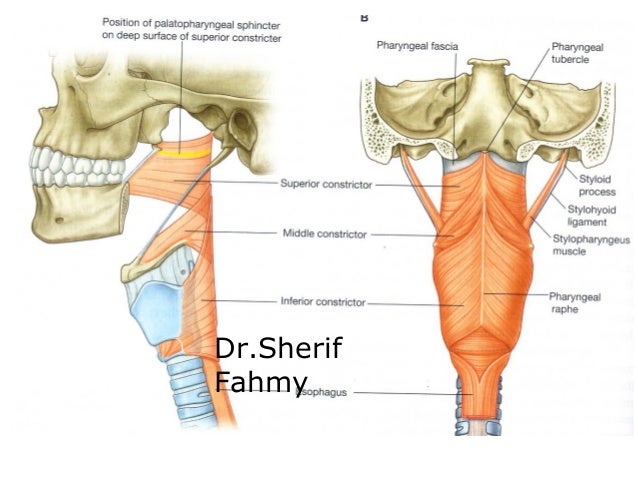 The Pharynx (Anatomy of the Neck)
