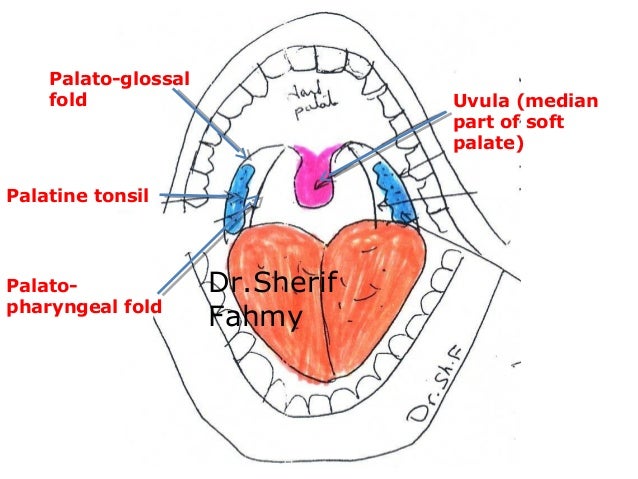The Pharynx (Anatomy of the Neck)