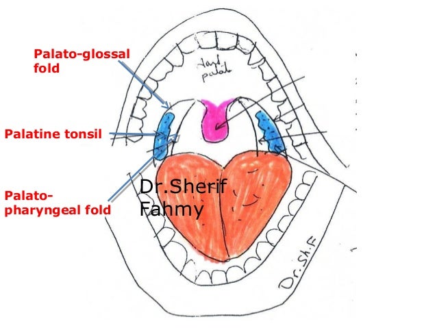 The Pharynx (Anatomy of the Neck)