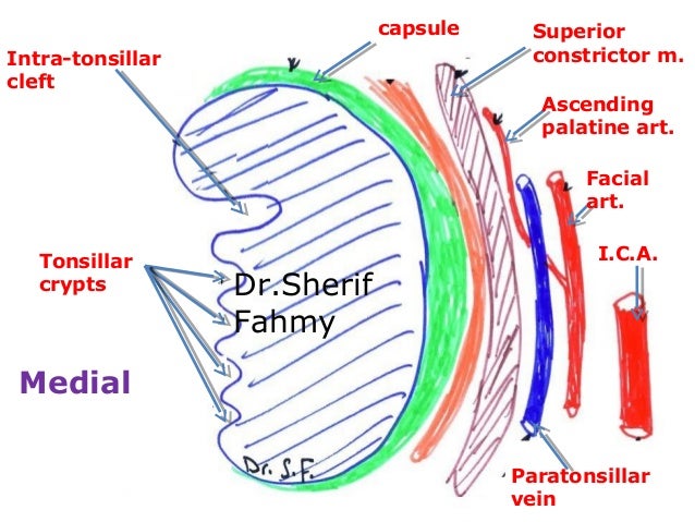 The Pharynx (Anatomy of the Neck)