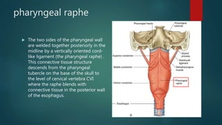 Pharyngeal Raphe