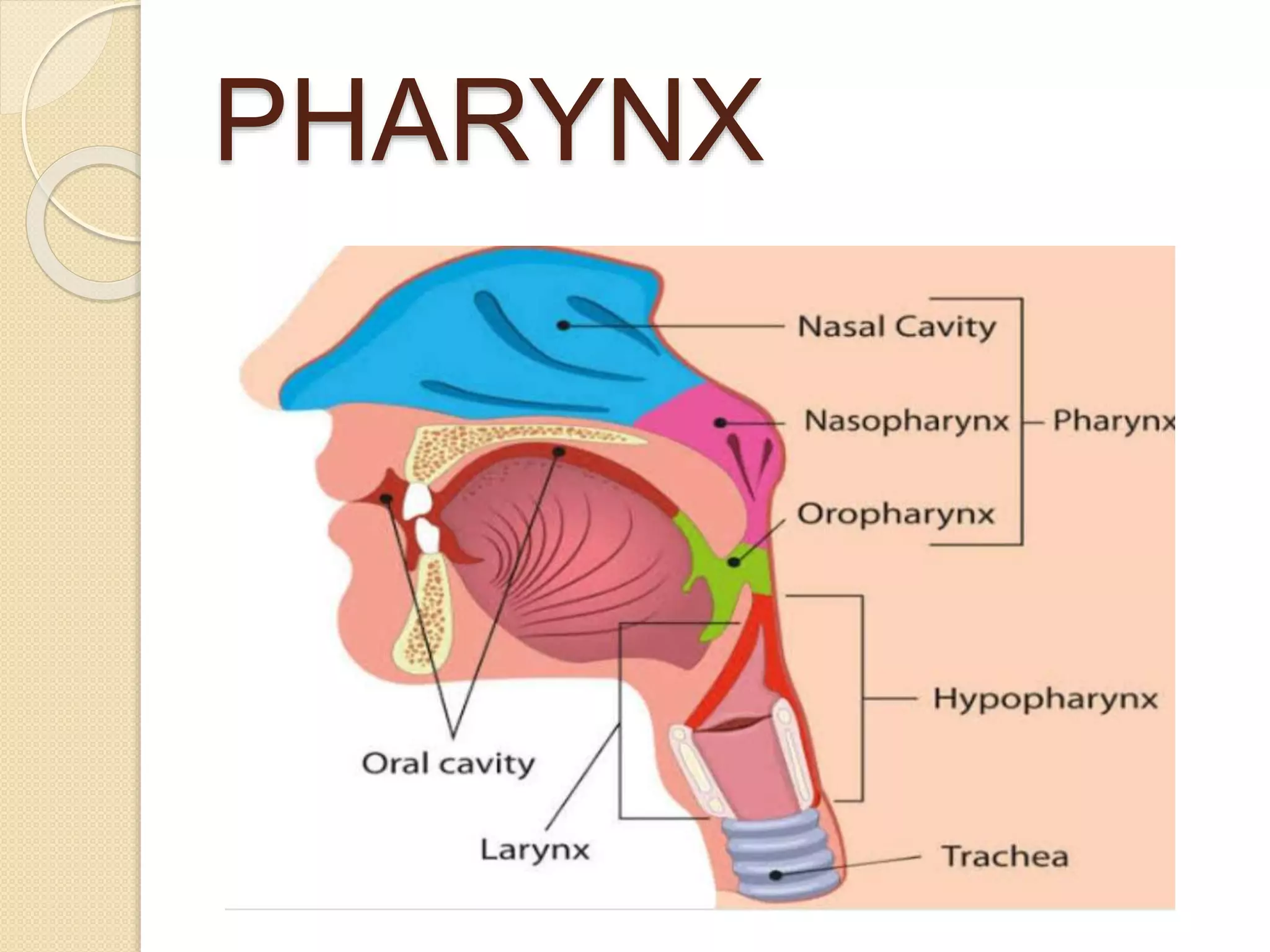 Pharynx | PPTX