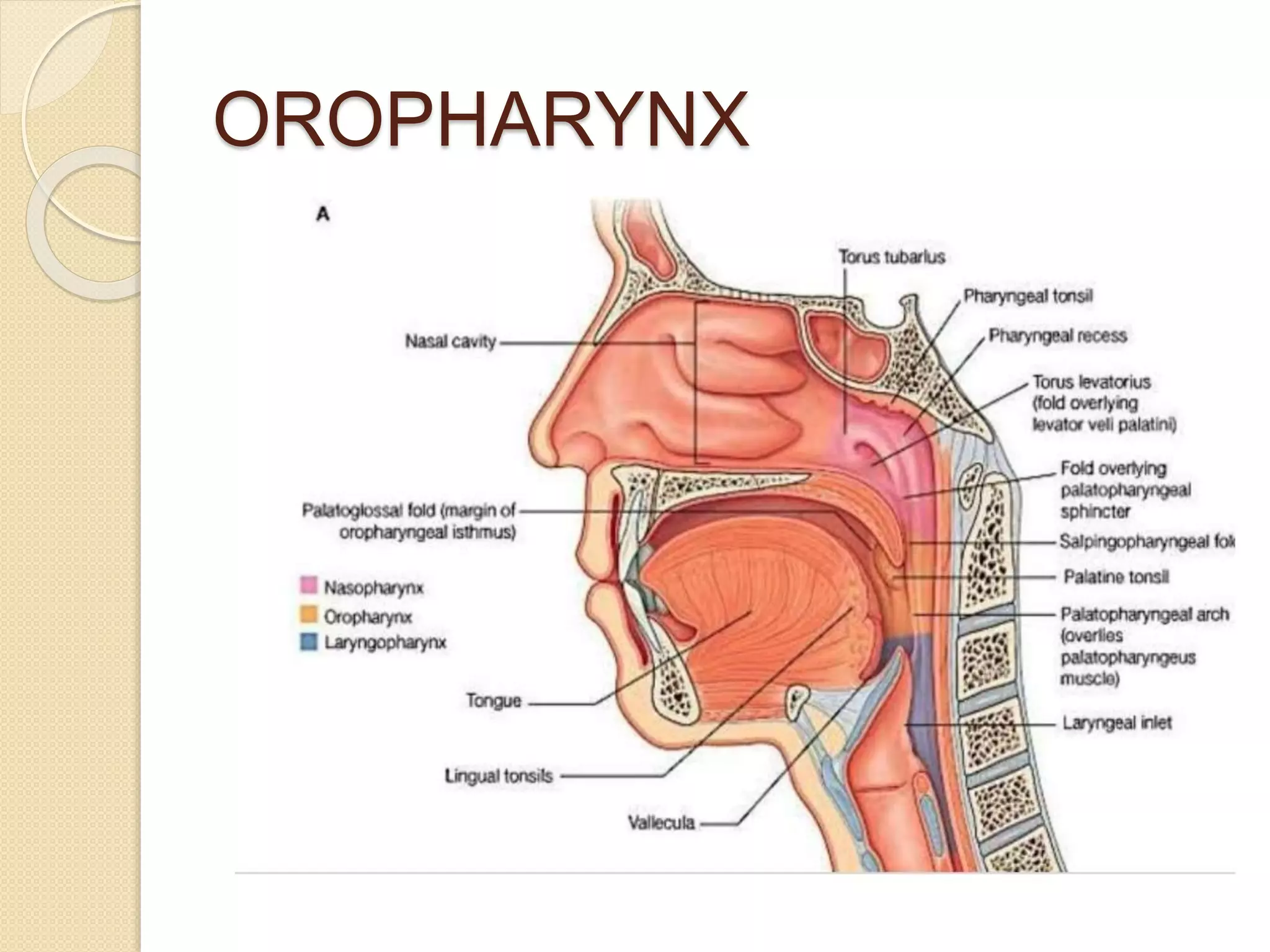 Pharynx | PPTX