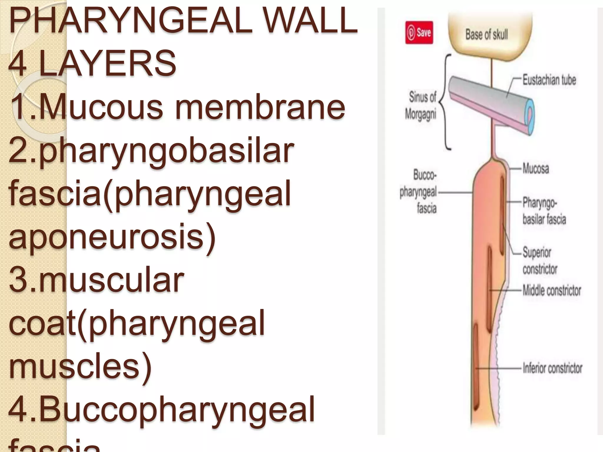 Pharynx | PPTX