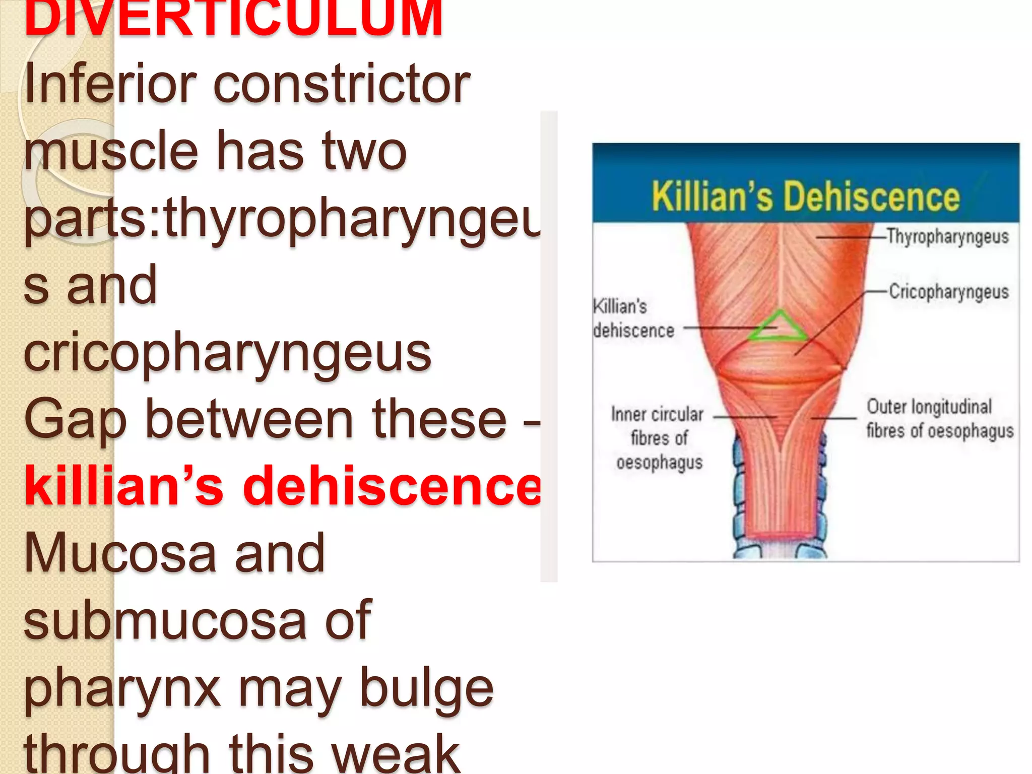 Pharynx | PPTX