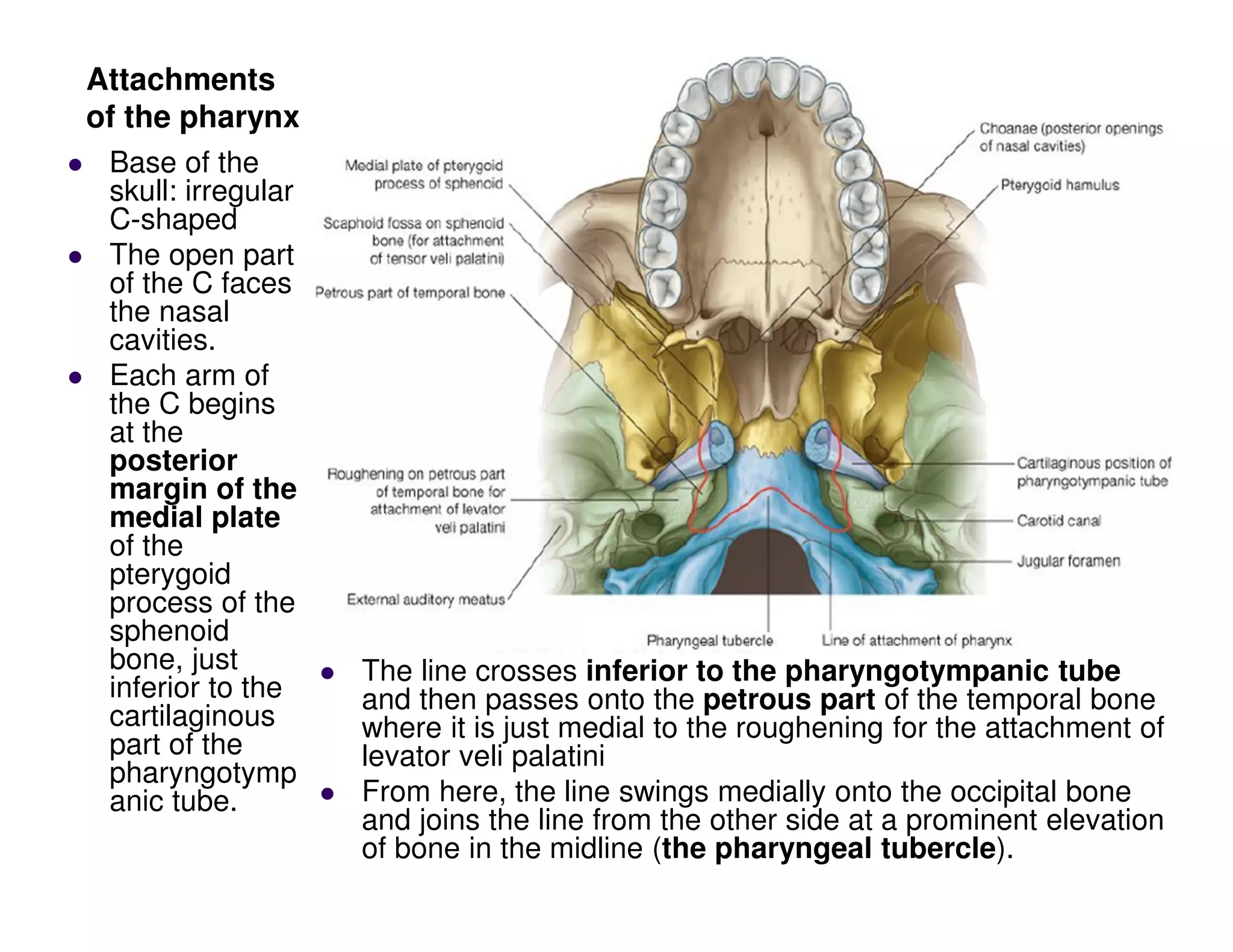 pharynx.pdf