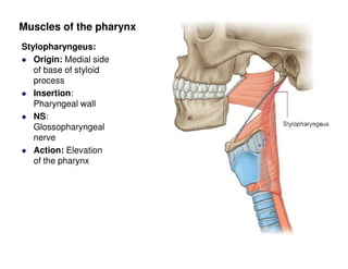 pharynx.pdf