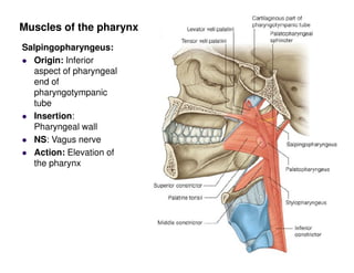 pharynx.pdf