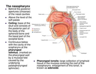 pharynx.pdf