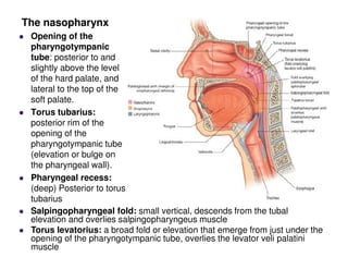 pharynx.pdf