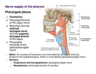 pharynx.pdf