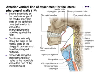 pharynx.pdf