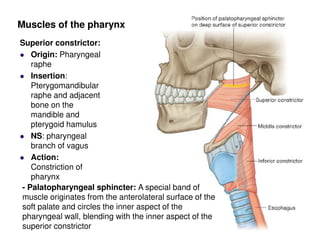 pharynx.pdf