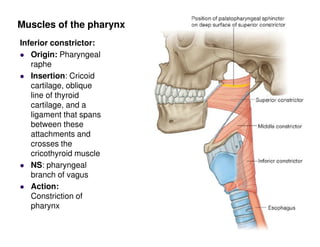 pharynx.pdf