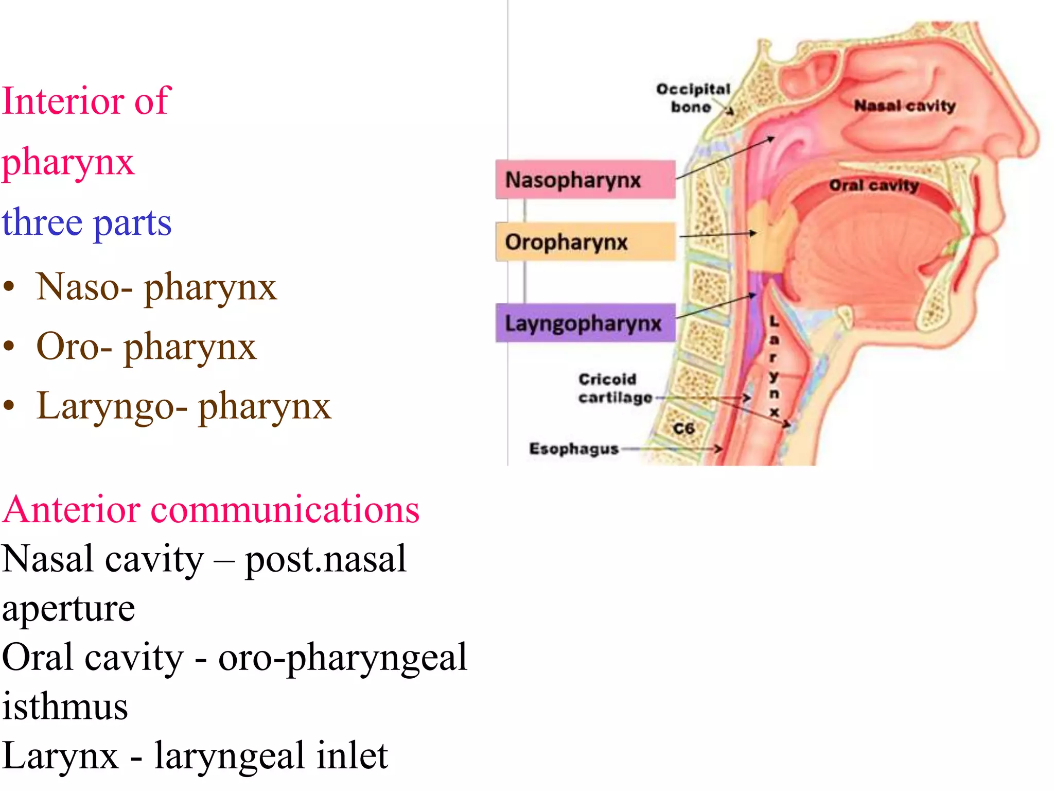 Anatomy of pharynx.pptx