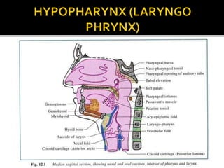 Anatomy of pharynx.pptx