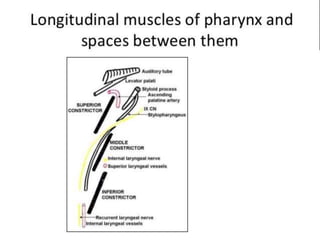 Anatomy of pharynx.pptx