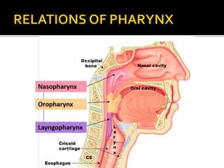 Anatomy of pharynx.pptx