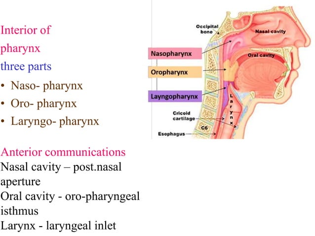 Anatomy of pharynx.pptx