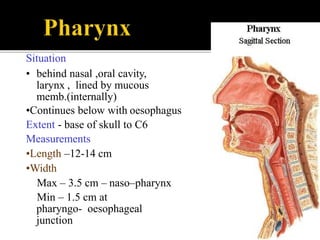 Pharynx Doccheck _ Pharynx: Function & Anatomy – DRXKT