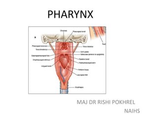 Pharynx.pdf
