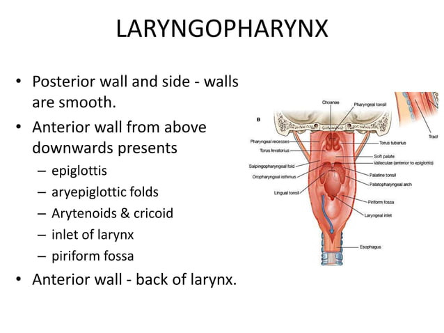 Pharynx.pdf | Thyroid Disorders | Endocrine and Metabolic Diseases