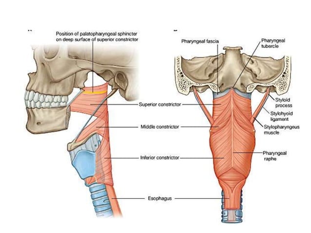 Pharynx.pdf | Thyroid Disorders | Endocrine and Metabolic Diseases