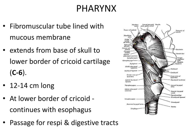 Pharynx.pdf | Thyroid Disorders | Endocrine and Metabolic Diseases