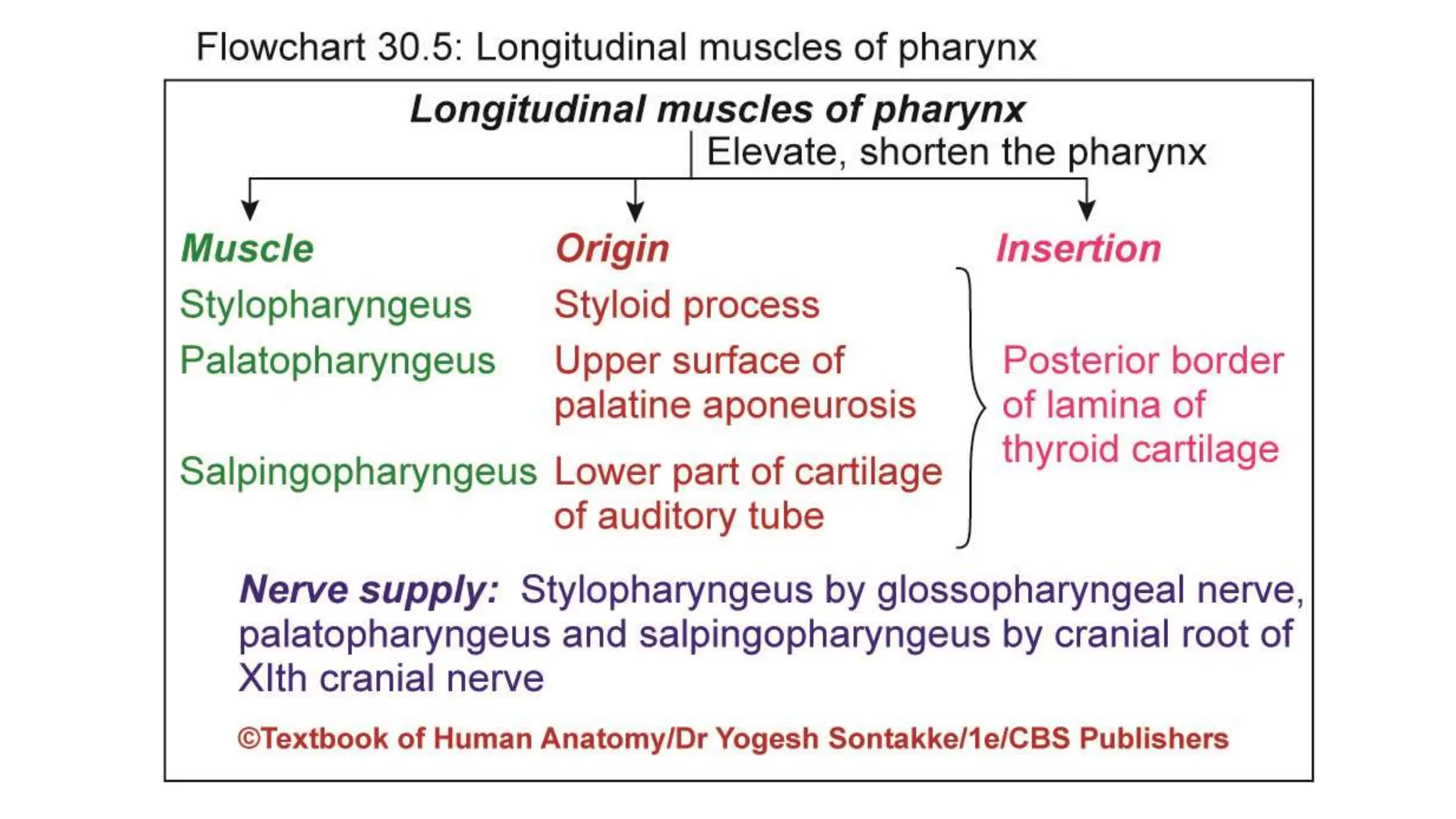 Pharynx Complete detail only in one.pptx