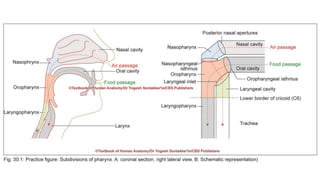 Pharynx Complete detail only in one.pptx