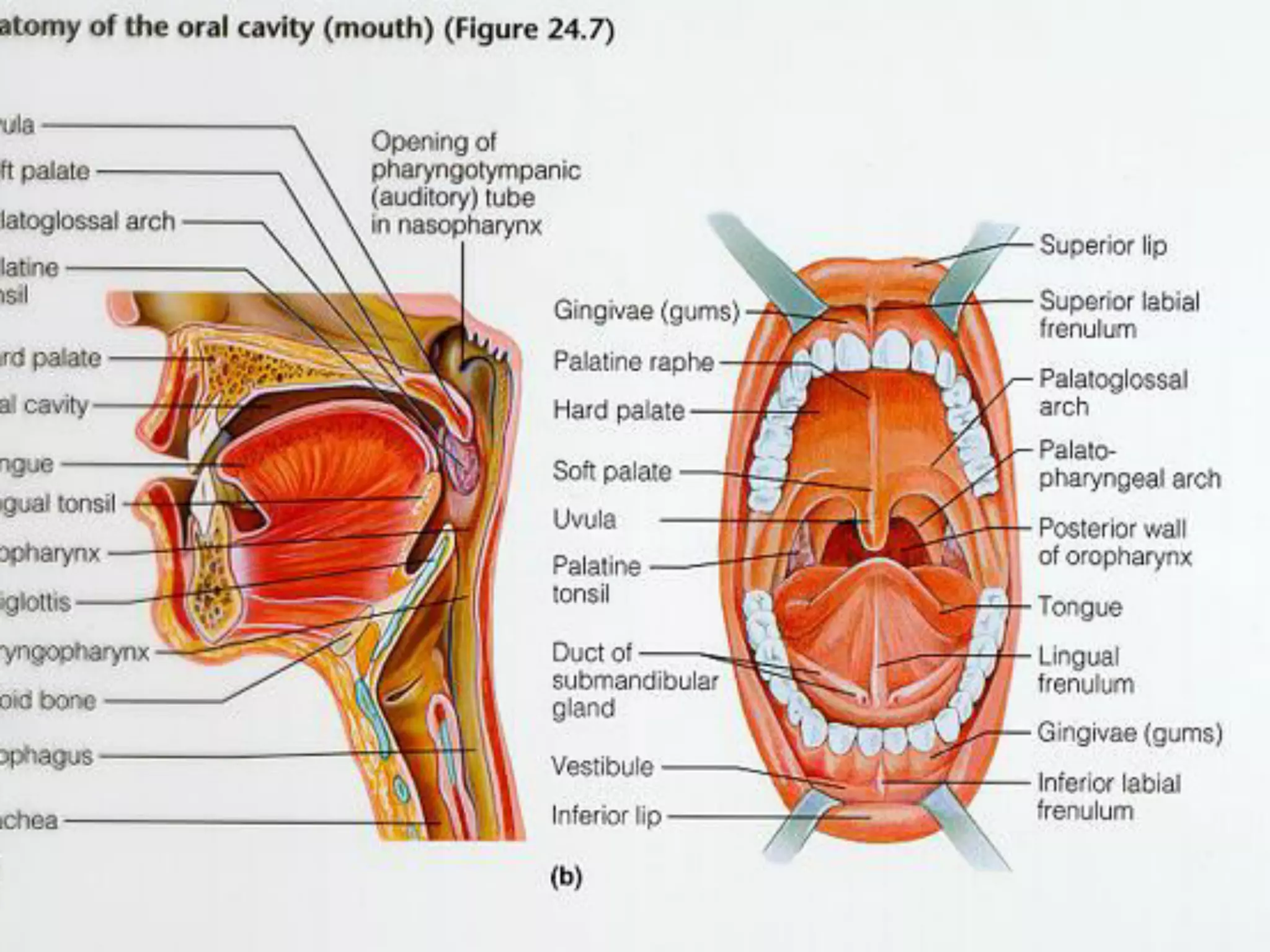 pharynx- anat & physio lect - aug 07.pdf