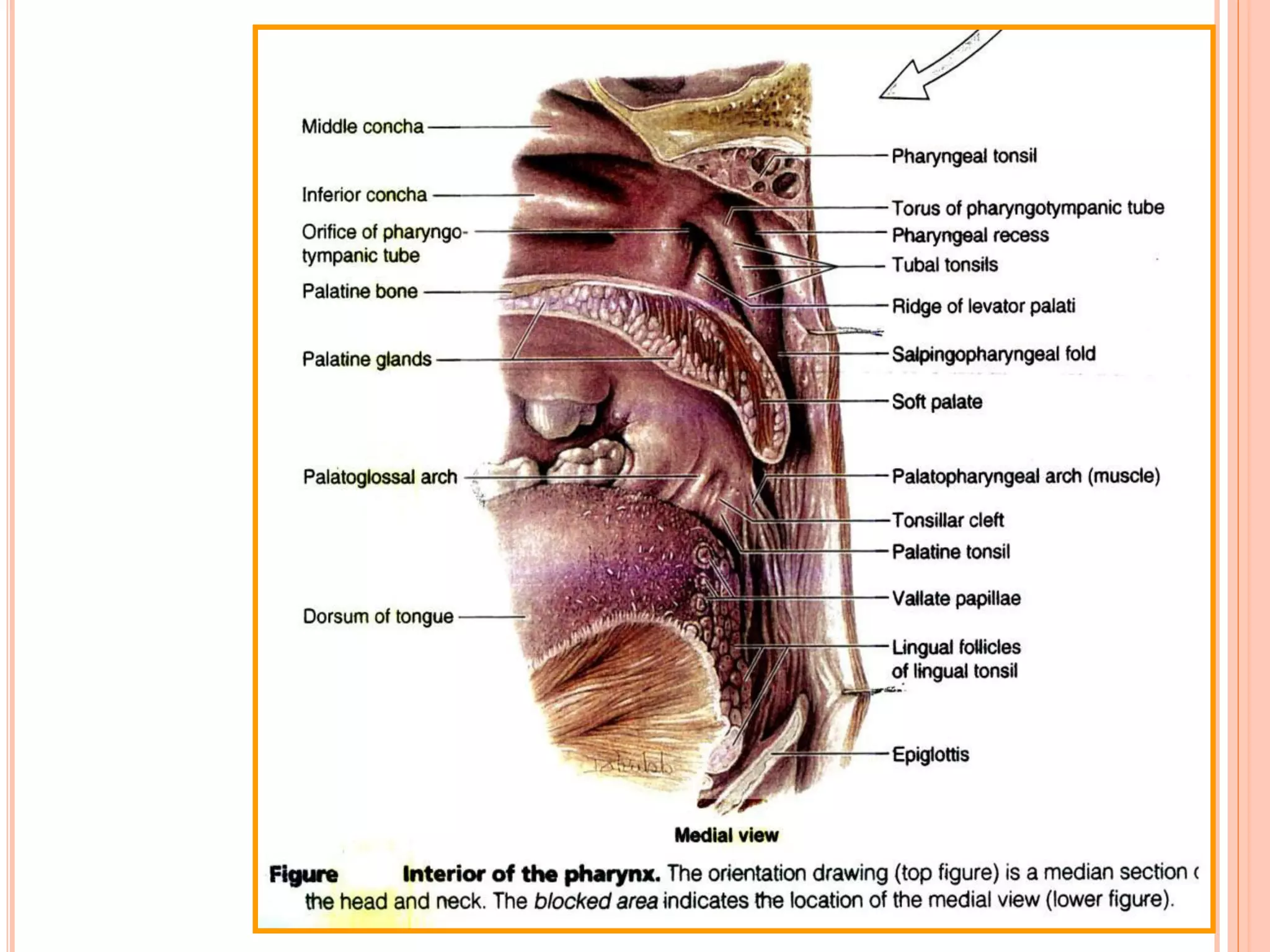 pharynx- anat & physio lect - aug 07.pdf