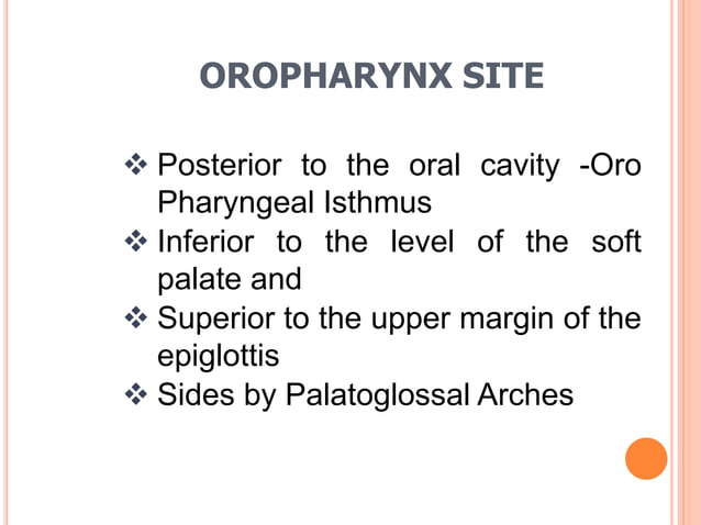 pharynx- anat & physio lect - aug 07.pdf