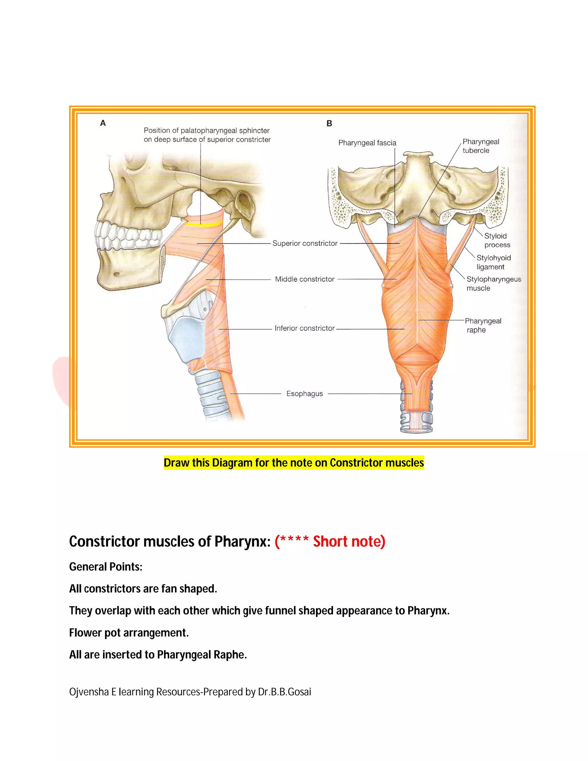 Pharynx dr.gosai | PDF