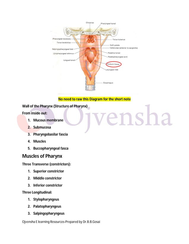 Pharynx dr.gosai | PDF | Ear, Nose and Throat Conditions | Diseases and Conditions