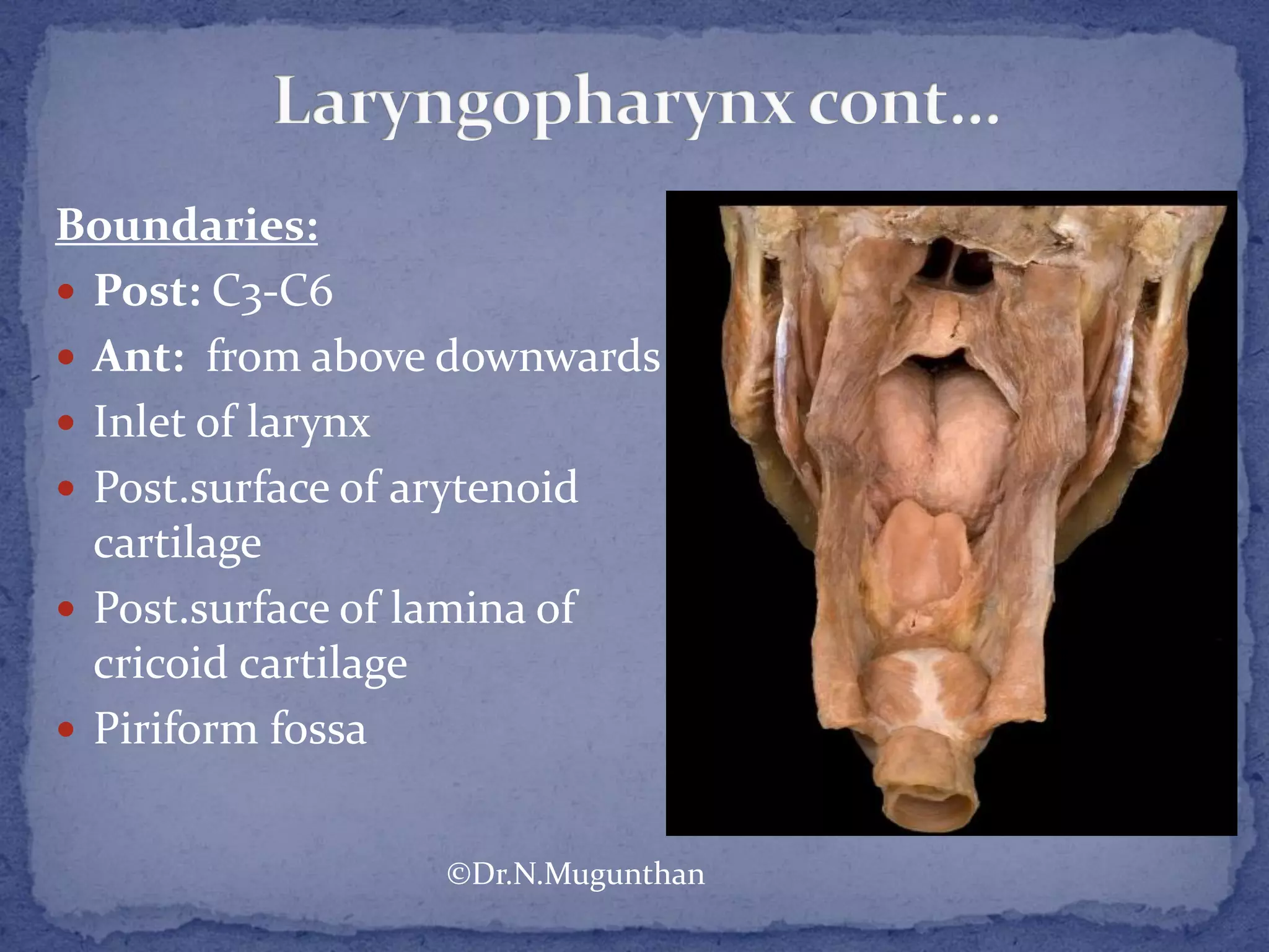 Pharynx Dr.N.Mugunthan.M.S., | PDF