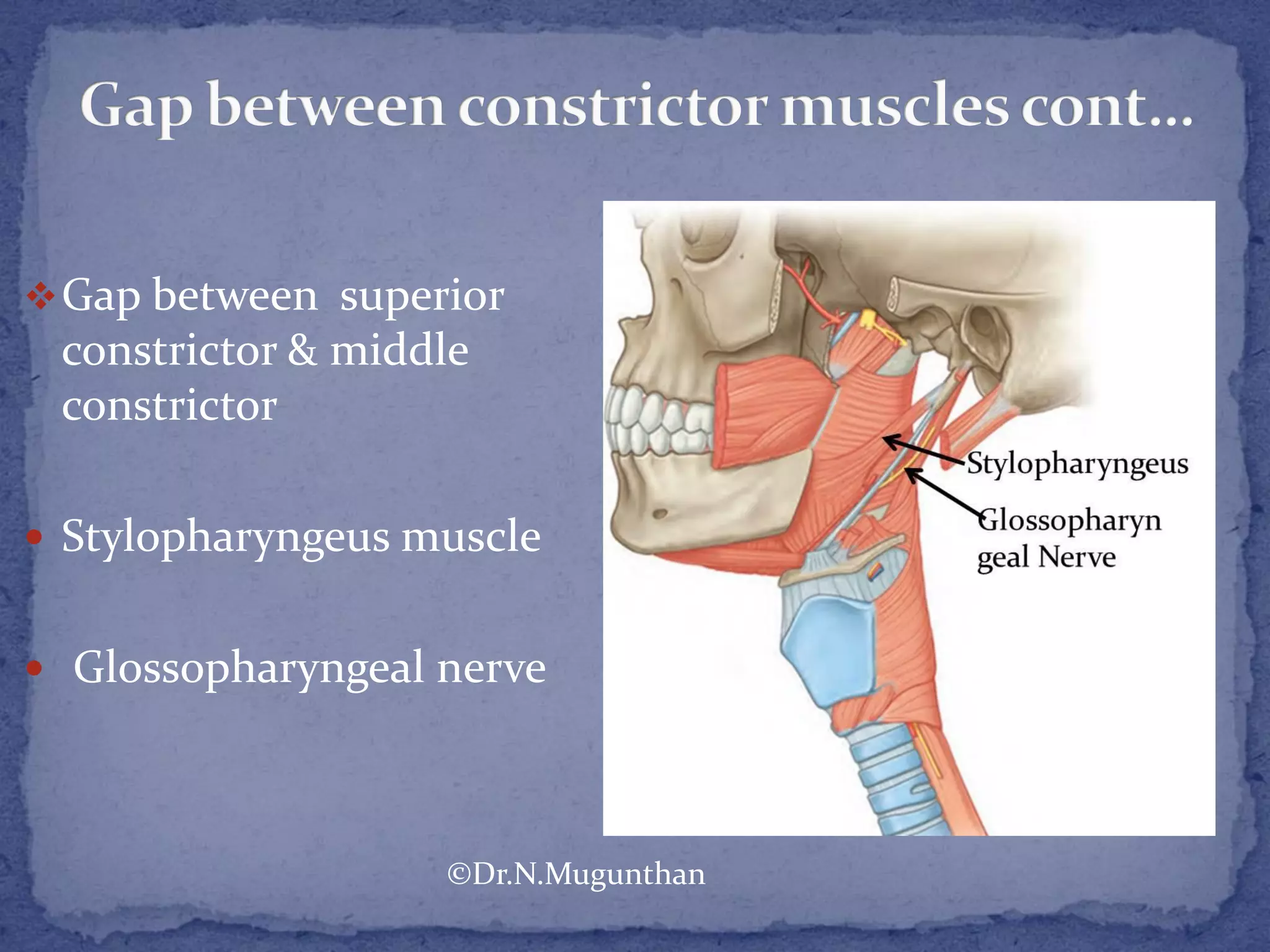 Pharynx Dr.N.Mugunthan.M.S., | PDF