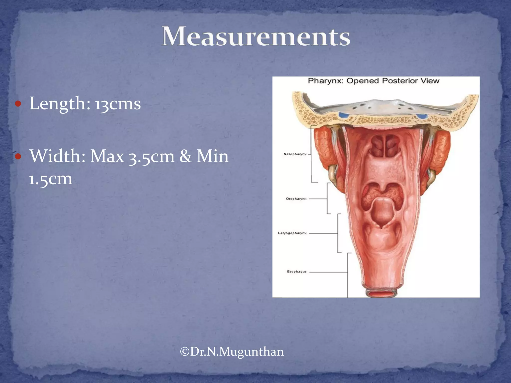 Pharynx Dr.N.Mugunthan.M.S., | PDF