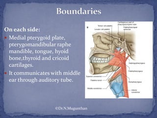 Median Raphe Of Pharynx