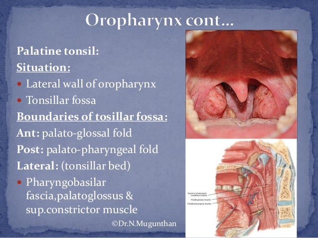 Pharynx Dr.N.Mugunthan.M.S.,