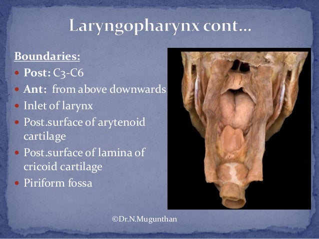 Piriform Fossa Piriform Fossa; Piriform Recess