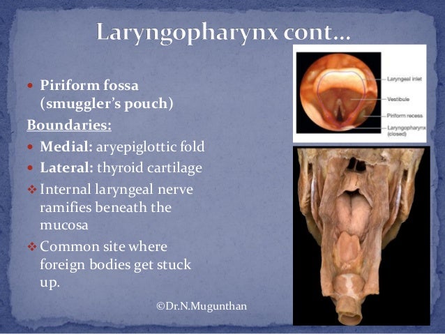 Pharynx Dr.N.Mugunthan.M.S.,