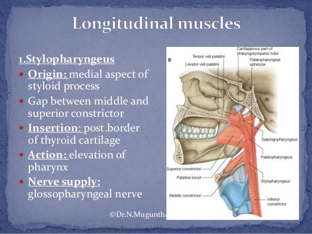 Pharynx Dr.N.Mugunthan.M.S.,