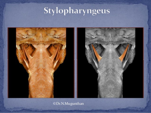 Pharynx Dr.N.Mugunthan.M.S.,