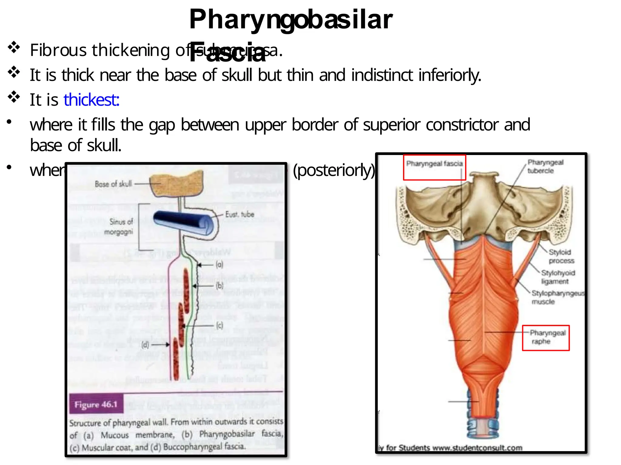 PHARYNX-II.pptx respiratory system disorders | PPTX