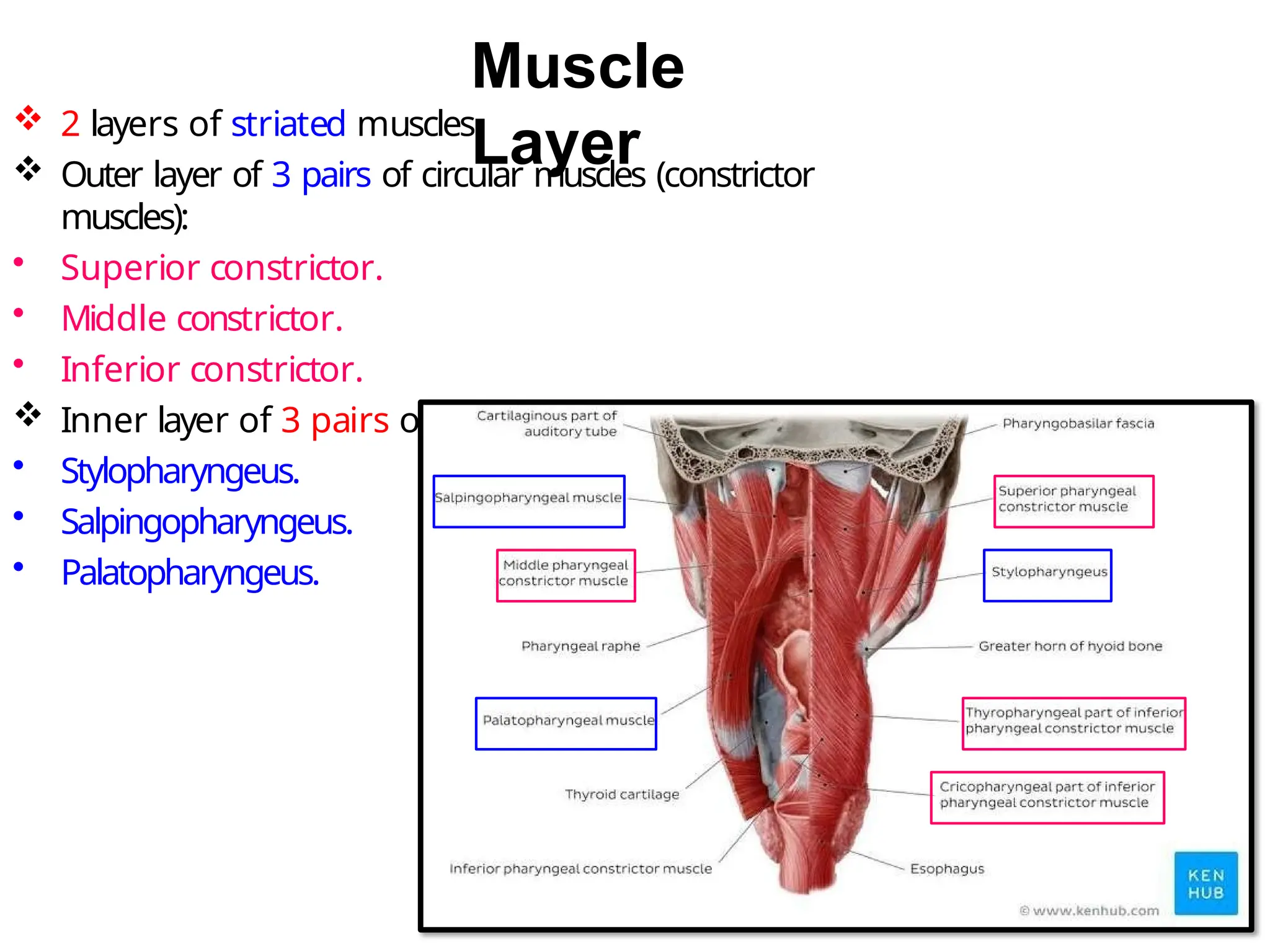 PHARYNX-II.pptx respiratory system disorders | PPTX