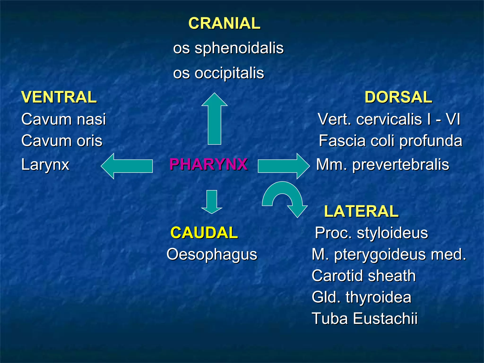 Pharynx larynx SEMESTER 2 kd 2 anatomy | PPT