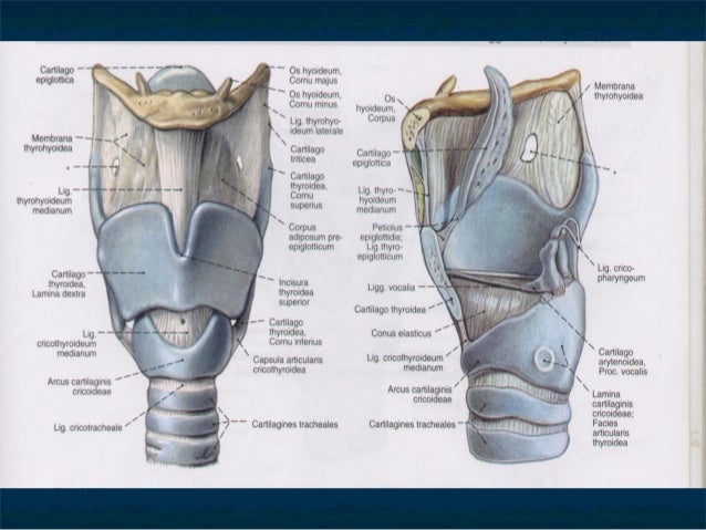 Pharynx larynx SEMESTER 2 kd 2 anatomy