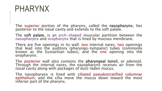 Pharynx-RS.pptx....,........................ | PPT