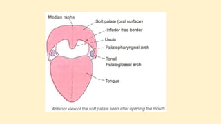 Pharynx and softpalate | PPT